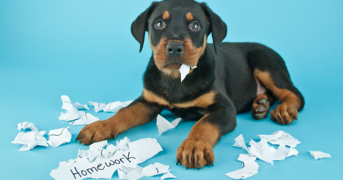 Why Homework Is Bad Reasons To Say NO To Home Tasks